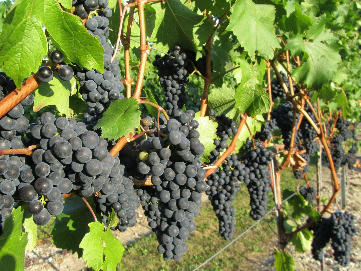 Weingut Wolfram Proppe | Heimatgenuss